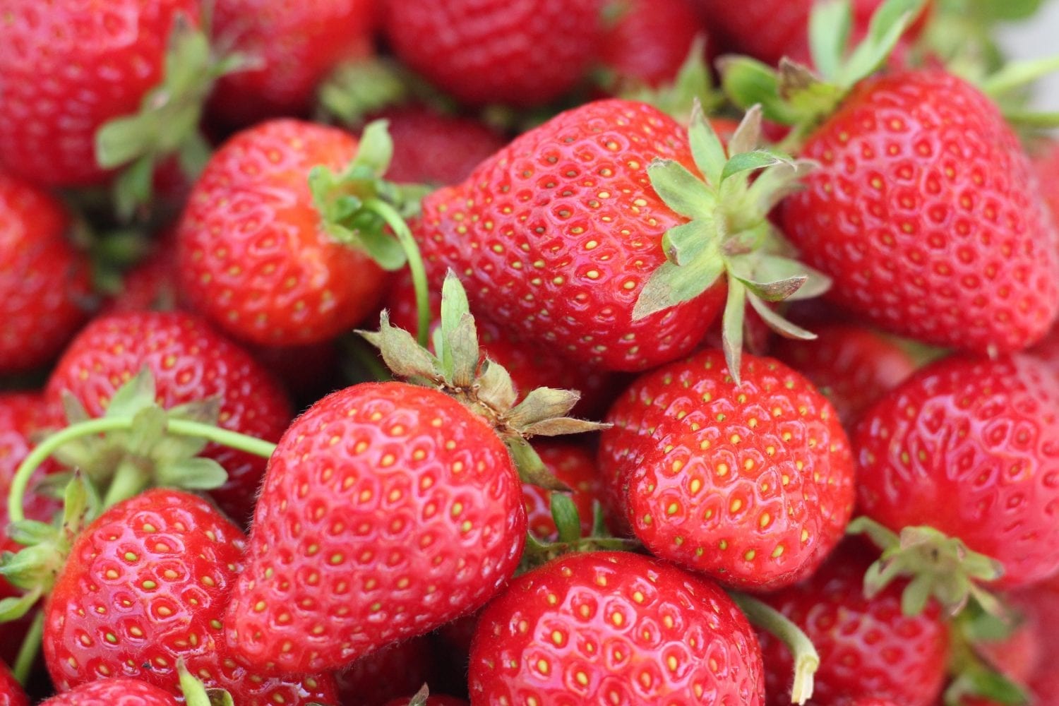 How to Grow Strawberries From Scraps - Real Self-Sufficiency