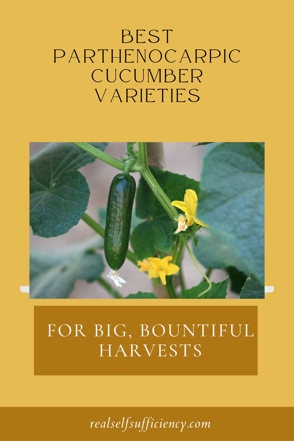 Best Parthenocarpic Cucumber Varieties to Grow for Big, Bountiful Harvests