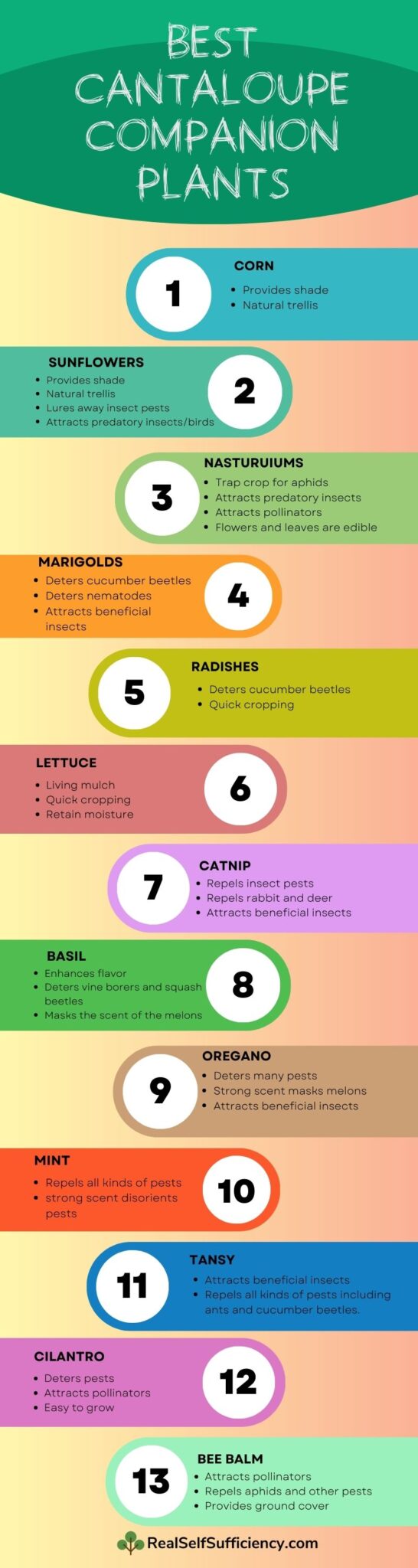 13 Best Plants For Companion Planting Cantaloupe Melons (And 3 to Avoid)